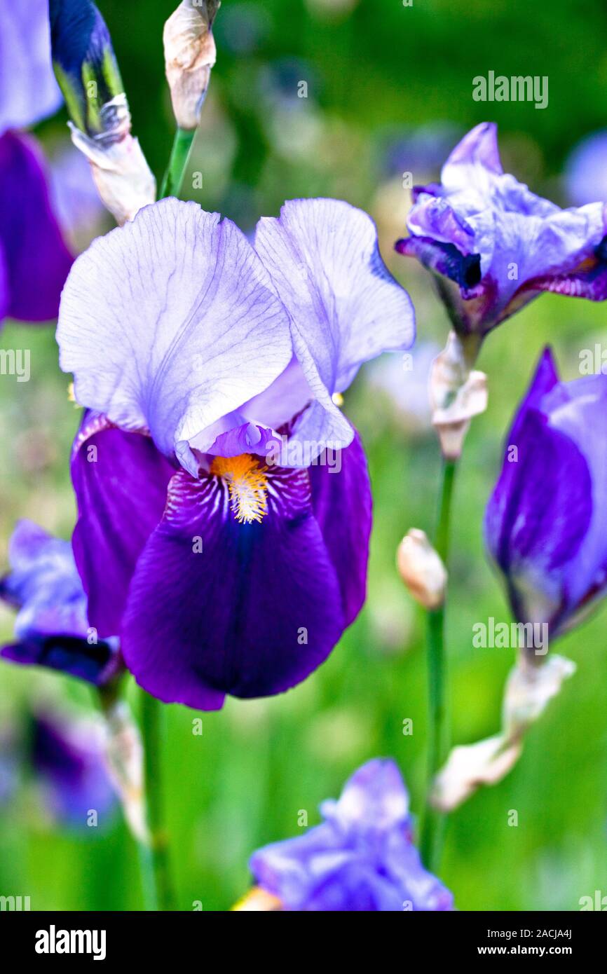 Iris x germanica in flower Stock Photo - Alamy