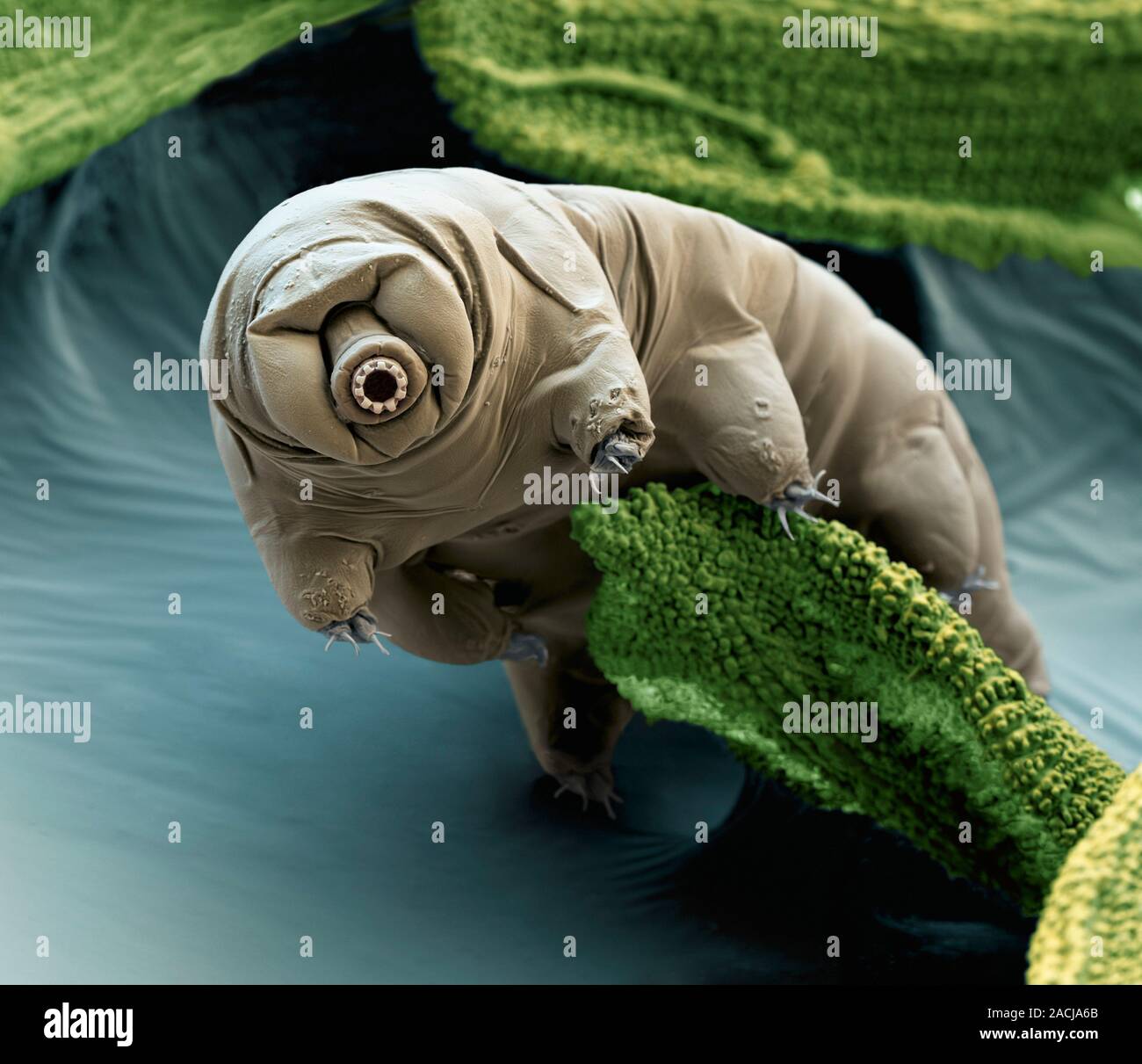 Water bear. Coloured scanning electron micrograph (SEM) of a water bear ...