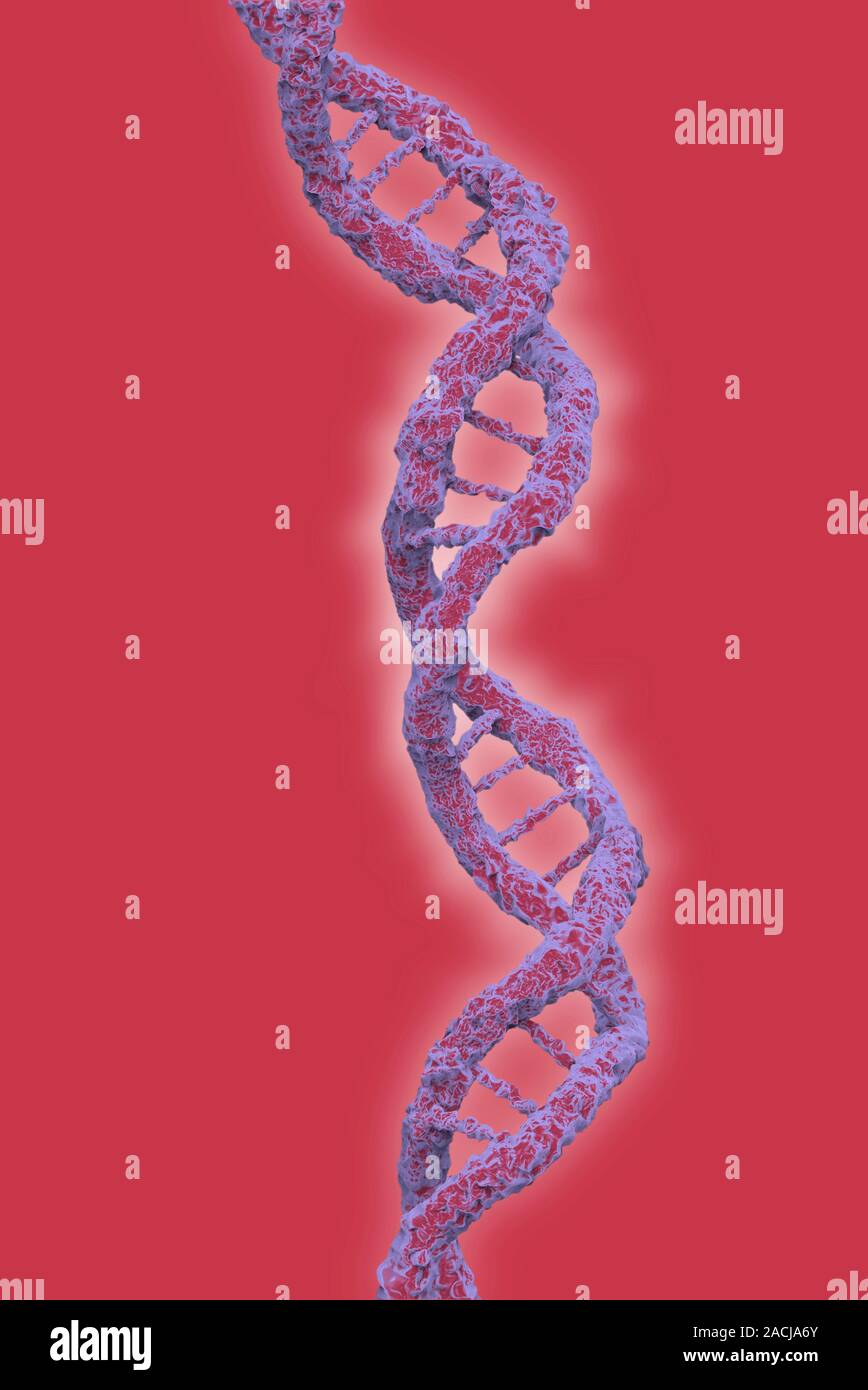 DNA molecule. Computer artwork of a molecule of deoxyribonucleic acid ...