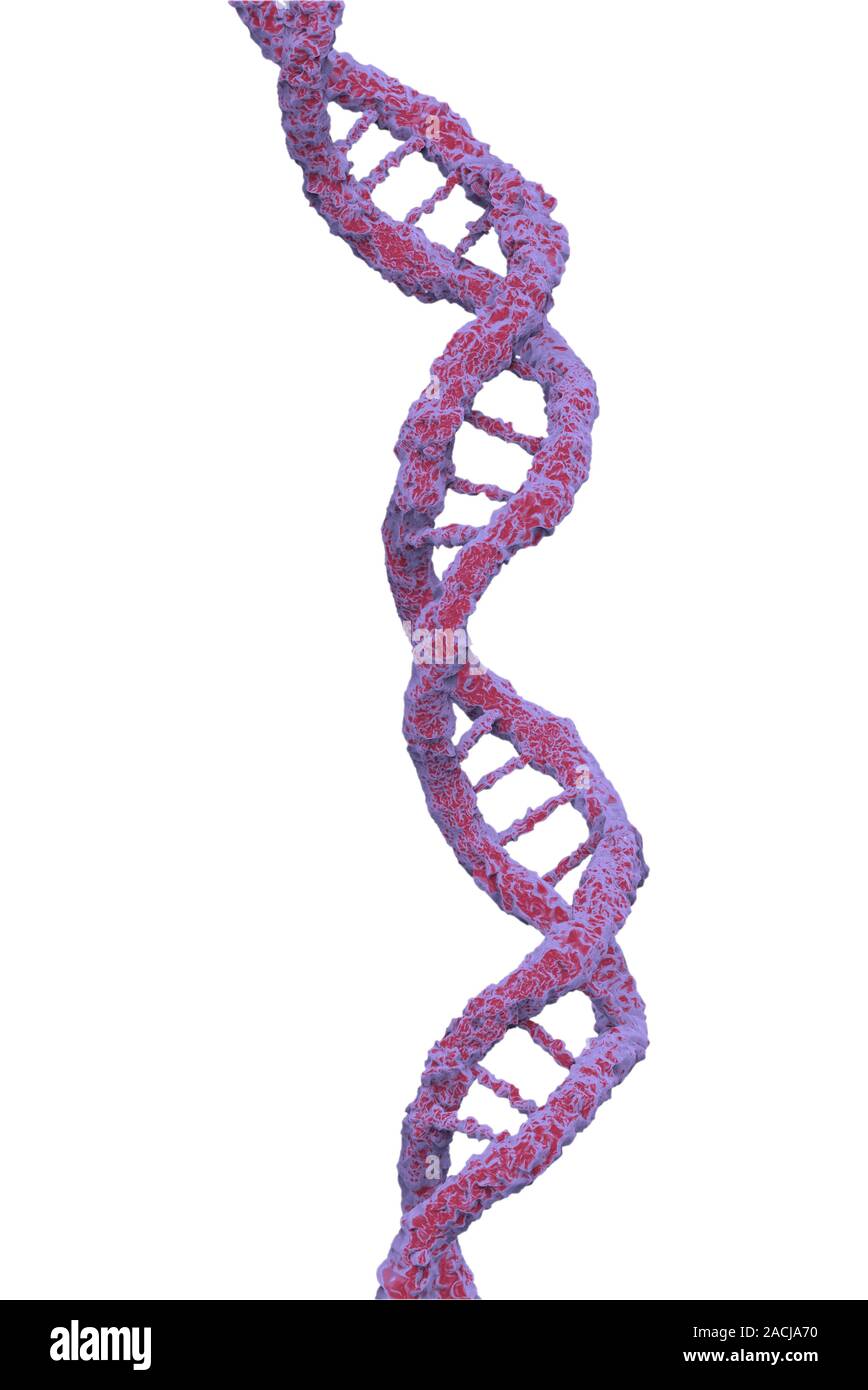DNA molecule. Computer artwork of a molecule of deoxyribonucleic acid ...