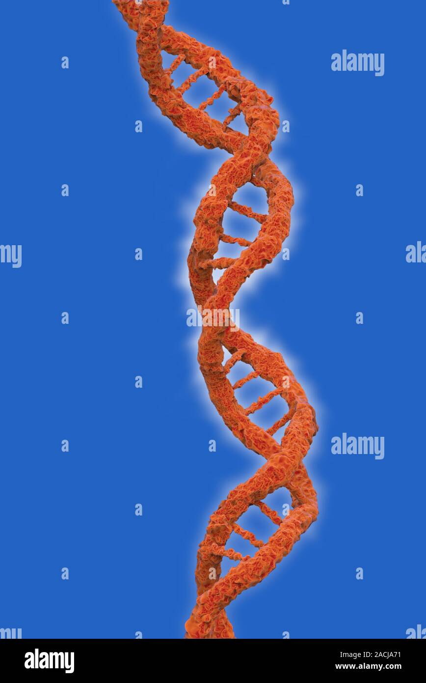 DNA molecule. Computer artwork of a molecule of deoxyribonucleic acid ...