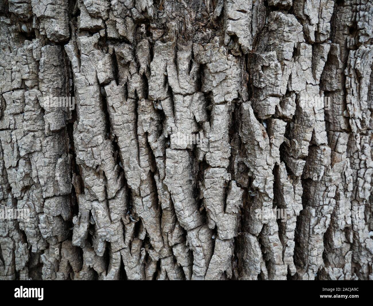 Close up of old dead tree bark for background or texture Stock Photo - Alamy
