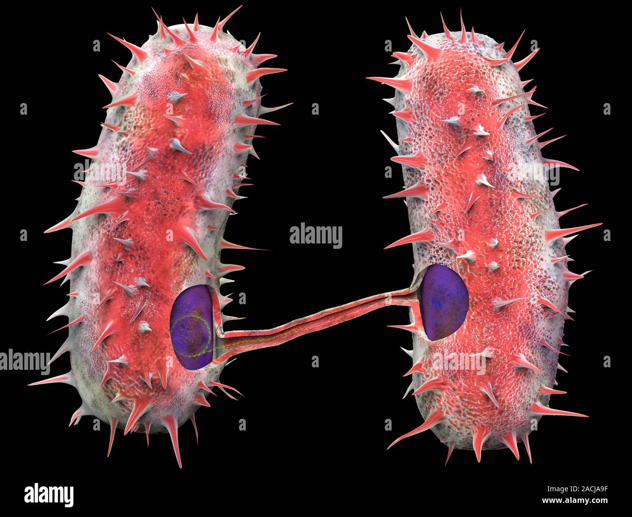 Bacterial conjugation, cutaway artwork. Conjugation is the process by ...