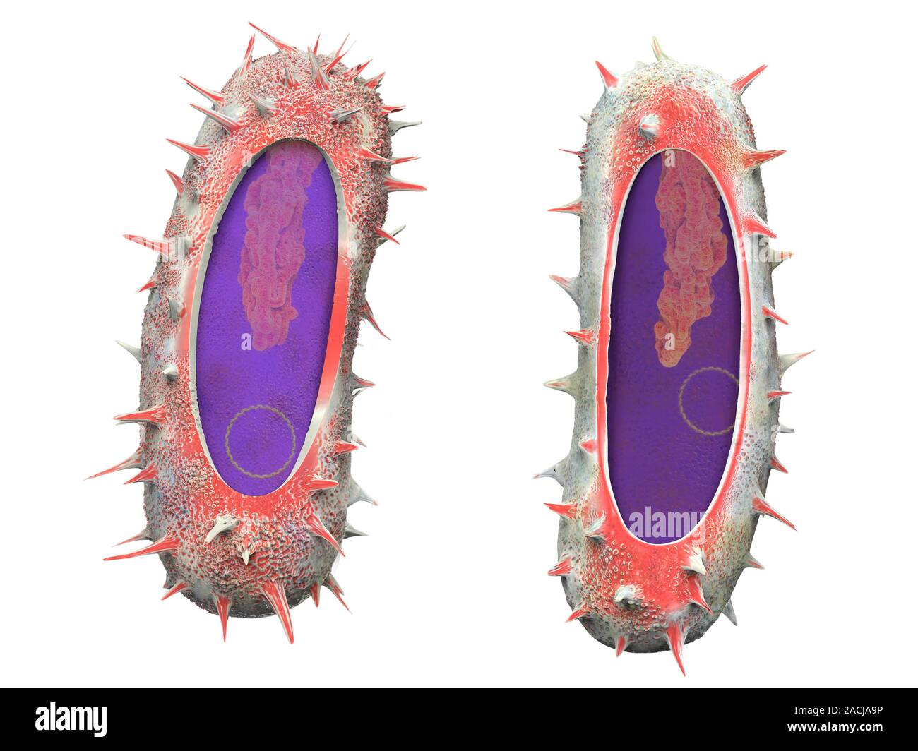 Bacterial conjugation, cutaway artwork. Conjugation is the process by ...