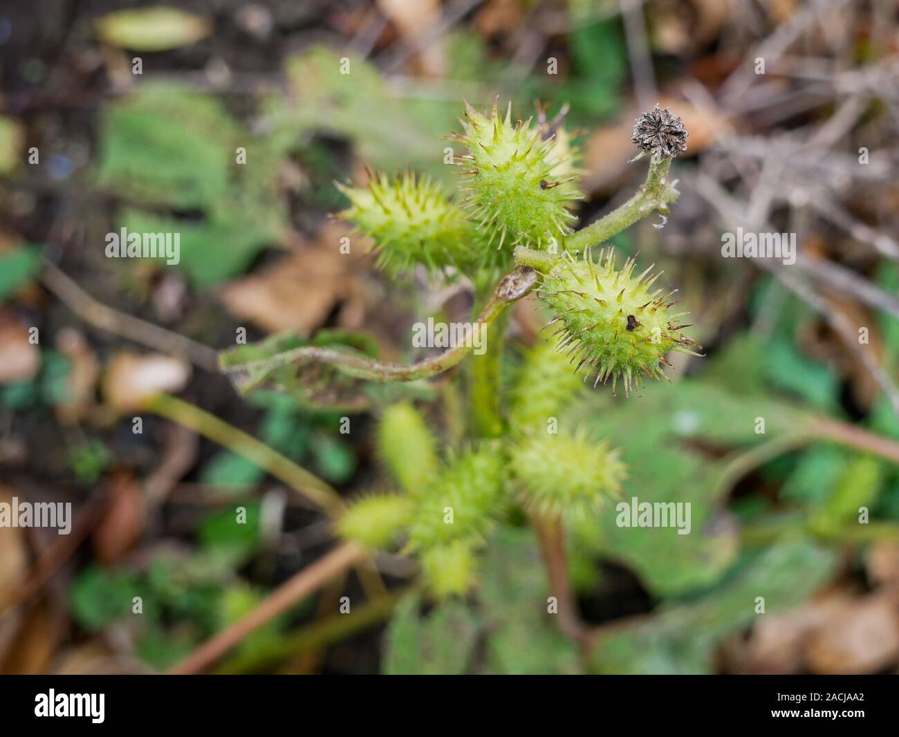 Cocklebur hi-res stock photography and images - Alamy