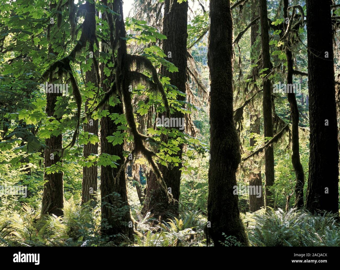 Temperate rainforest. Douglas-fir (Pseudotsuga sp.) and maple (Acer sp ...