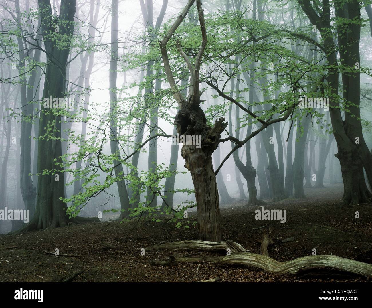 Ancient woodland. Beech (Fagus sp., centre) and hornbeam (Carpinus sp ...