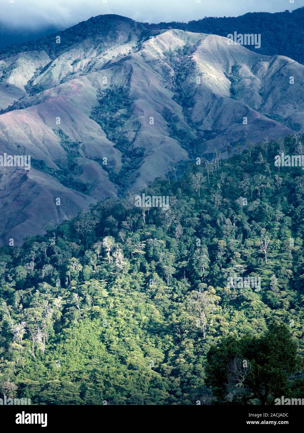 Deforestation. View across a cloud forest showing forested and ...