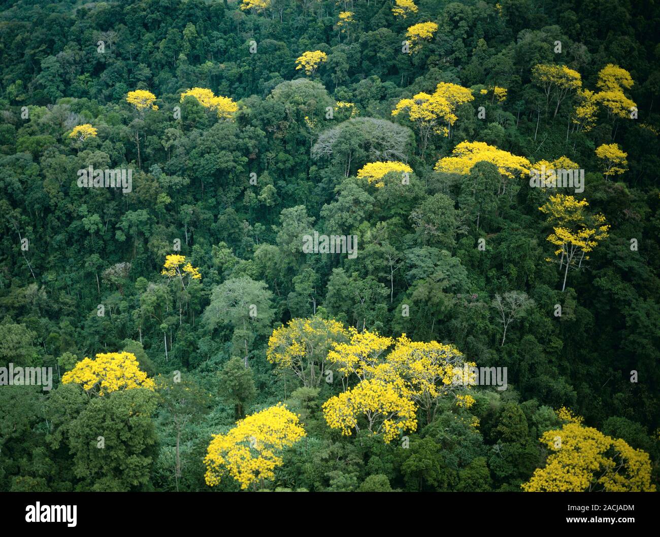 Flowering rainforest. Aerial view of flowering yellow trees in ...