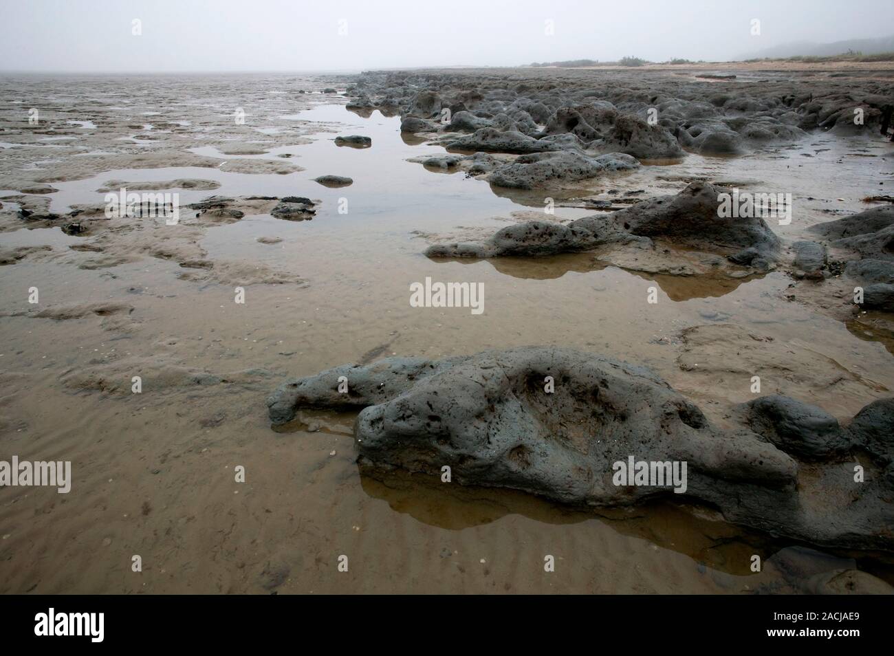 Coastal boulder clay. Foreshore of post glacial boulder clay exposed by ...