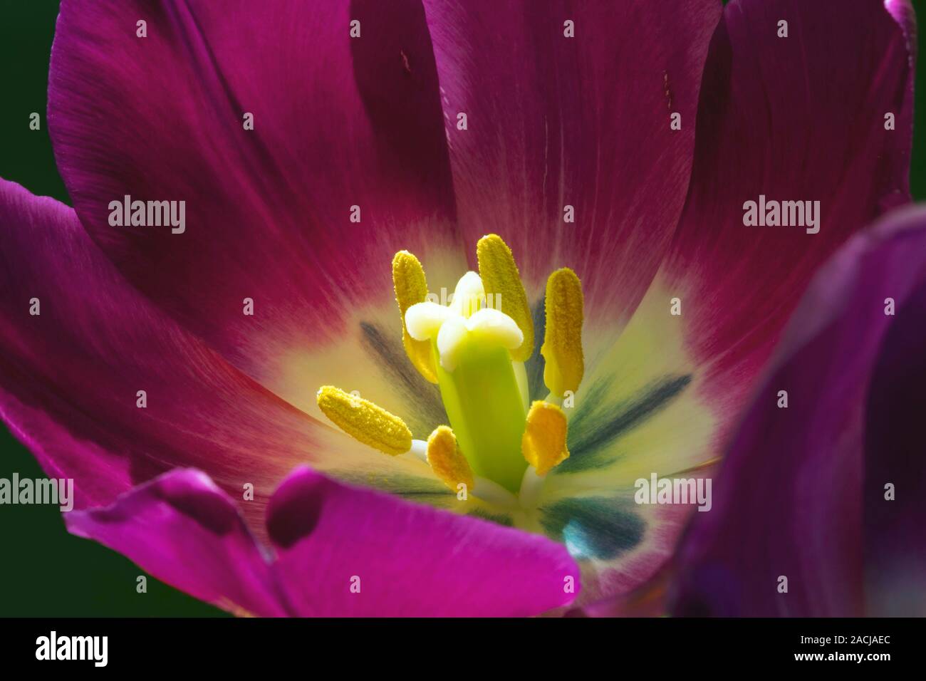 Tulip (Tulipa sp.) flower, showing reproductive parts Stock Photo - Alamy