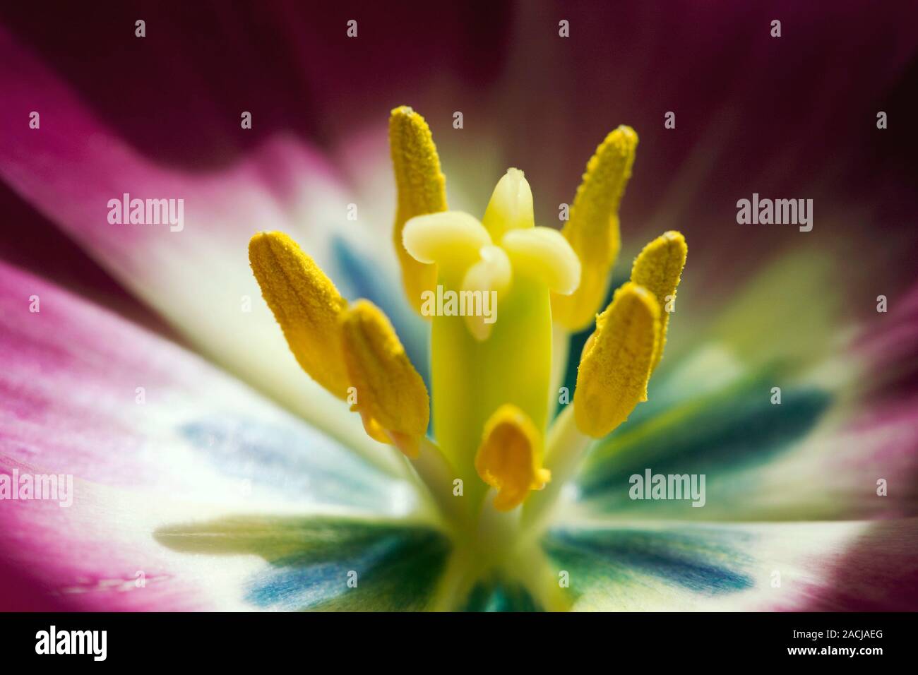 Tulip (Tulipa sp.) flower, showing reproductive parts Stock Photo - Alamy