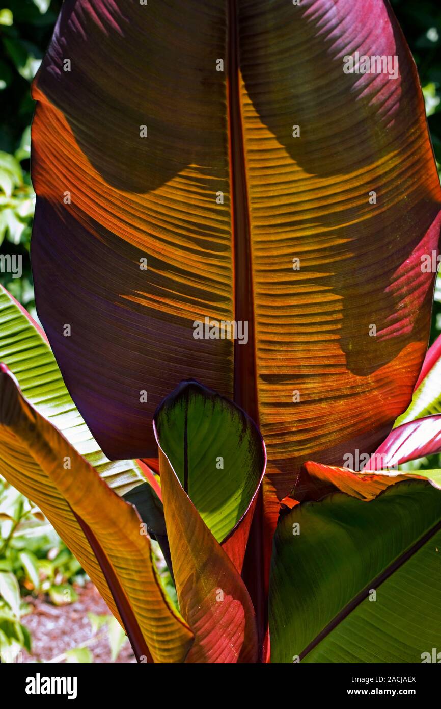 Banana (Musa sp.) leaves Stock Photo - Alamy