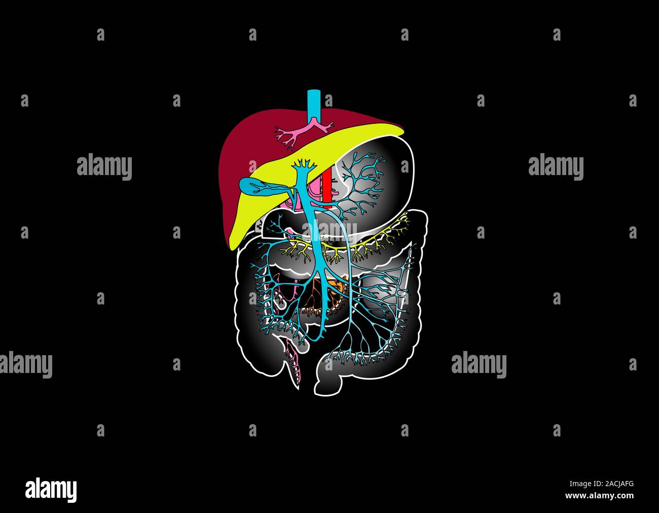 Digestive system and hepatic portal system, artwork. The red and yellow ...
