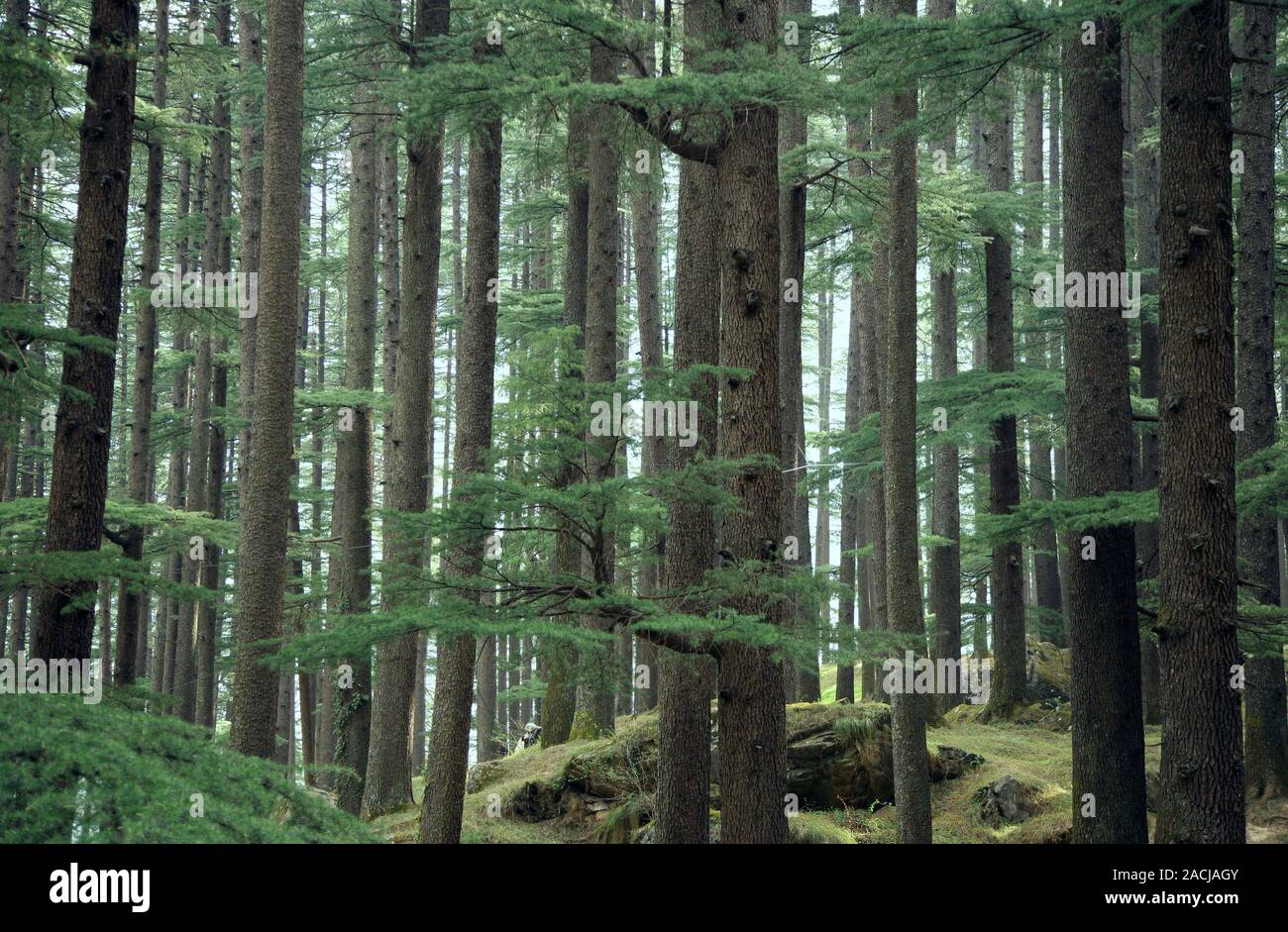 Deodar cedar (Cedrus deodara) forest. Photographed in Manali, Himachal ...