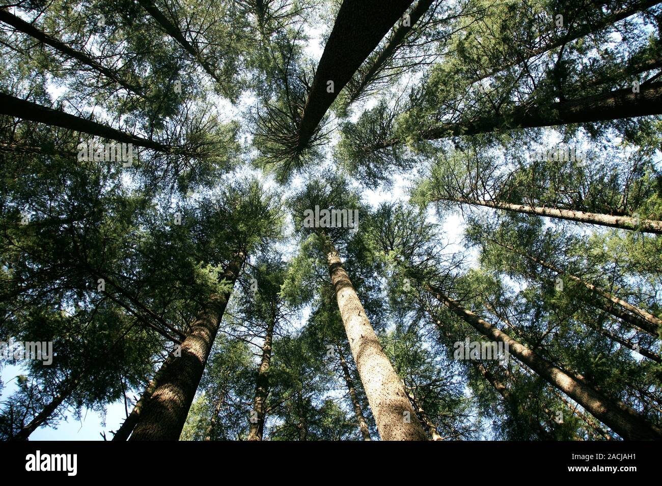 Deodar cedar (Cedrus deodara) forest. Photographed in Manali, Himachal ...