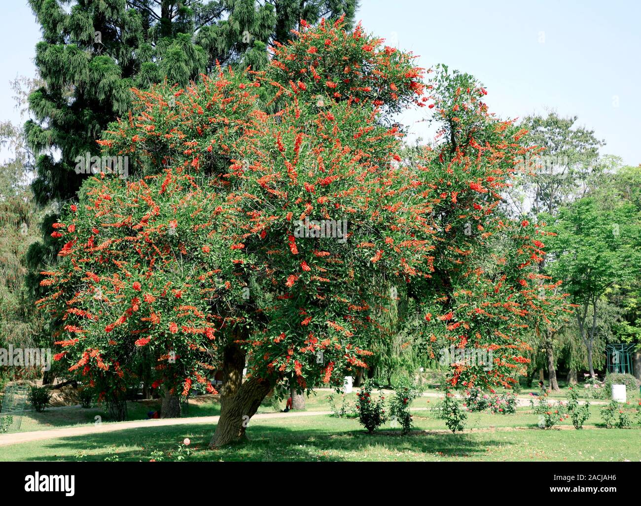 Cockspur coral tree (Erythrina crista-galli) in flower. Photographed in ...