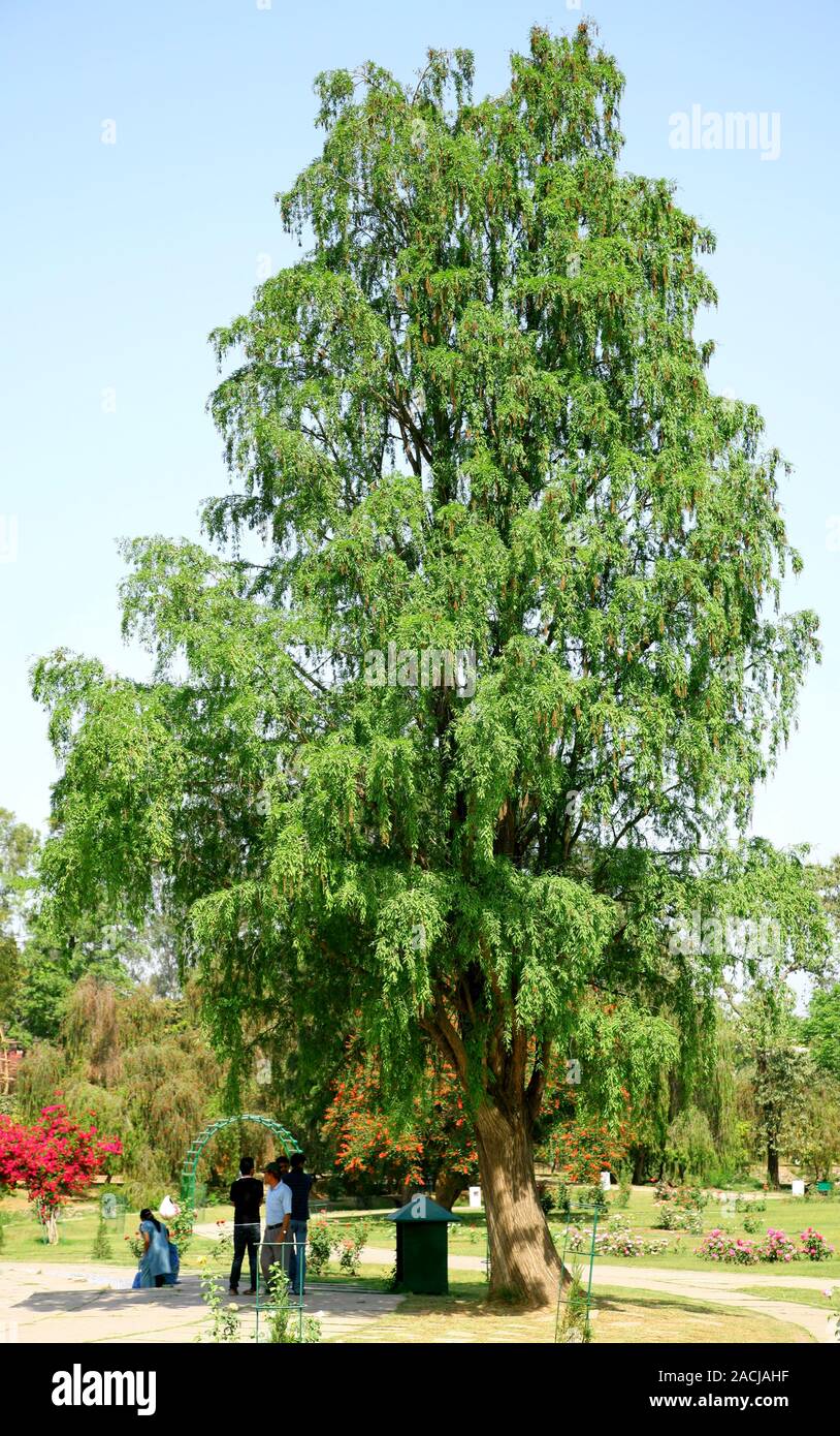 Montezuma cypress (Taxodium micronatum) tree. Photographed in ...
