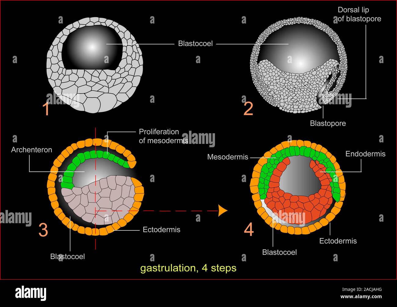 Embryonic development, computer artwork. This shows the process of ...