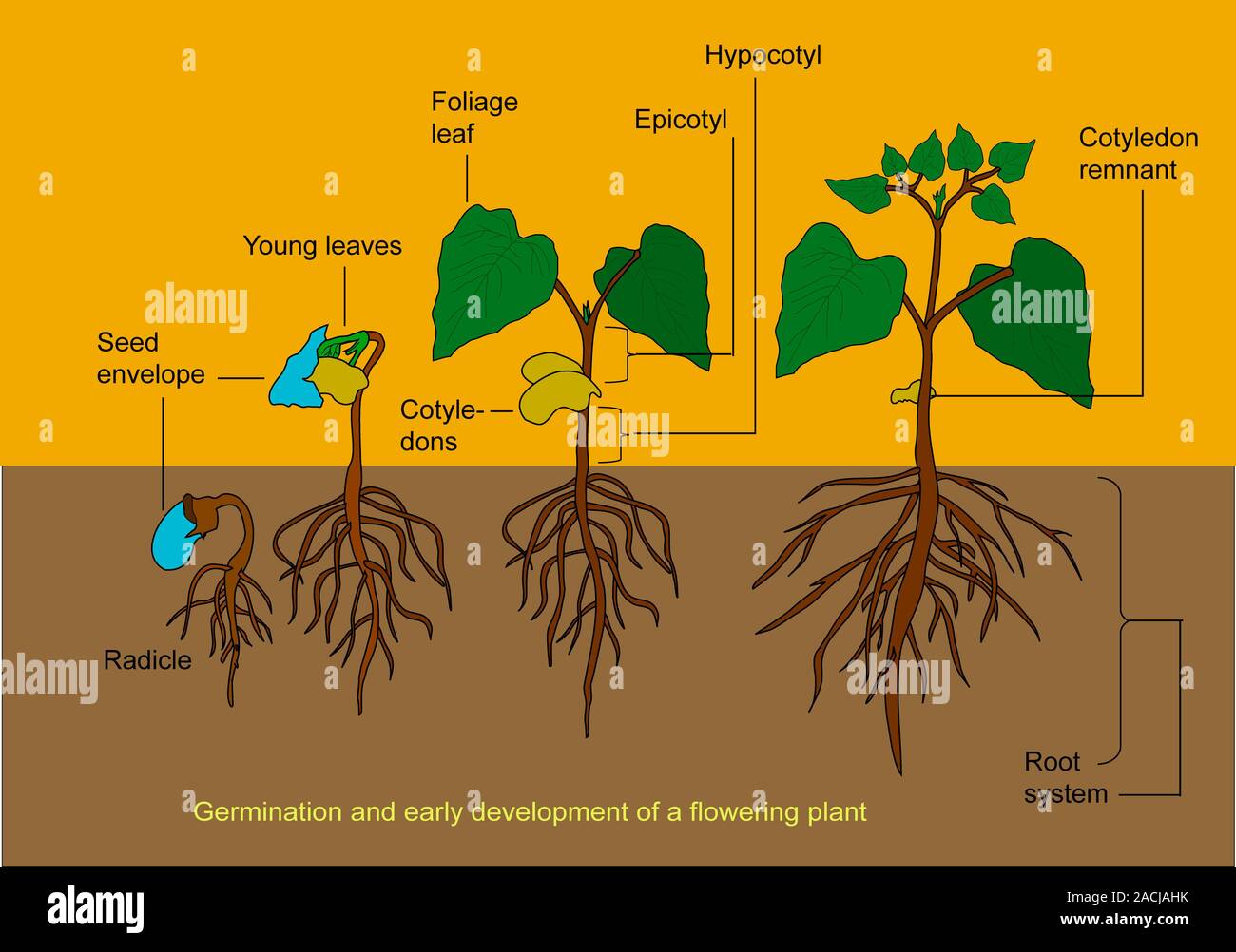 Germination. Computer artwork showing the germination and vegetal development of a dicotyledon ...