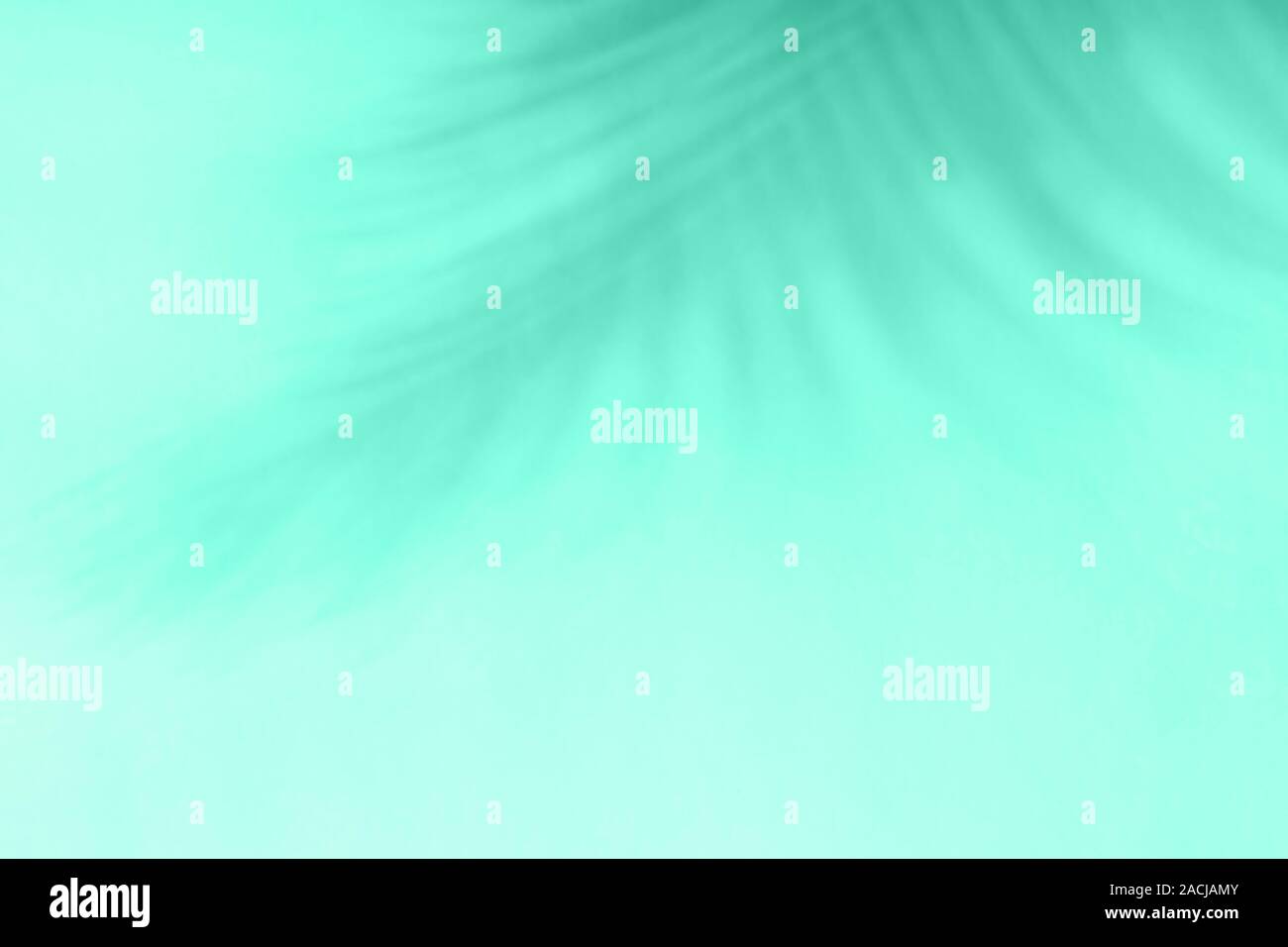 Tropical leaf shadow on trendy monochrome mint green background Stock ...