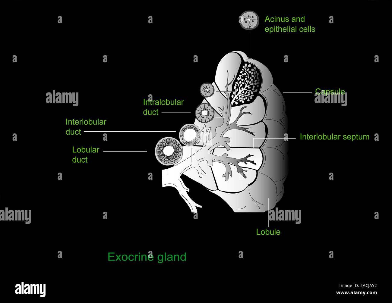 Exocrine gland. Computer artwork of a section through an exocrine gland ...