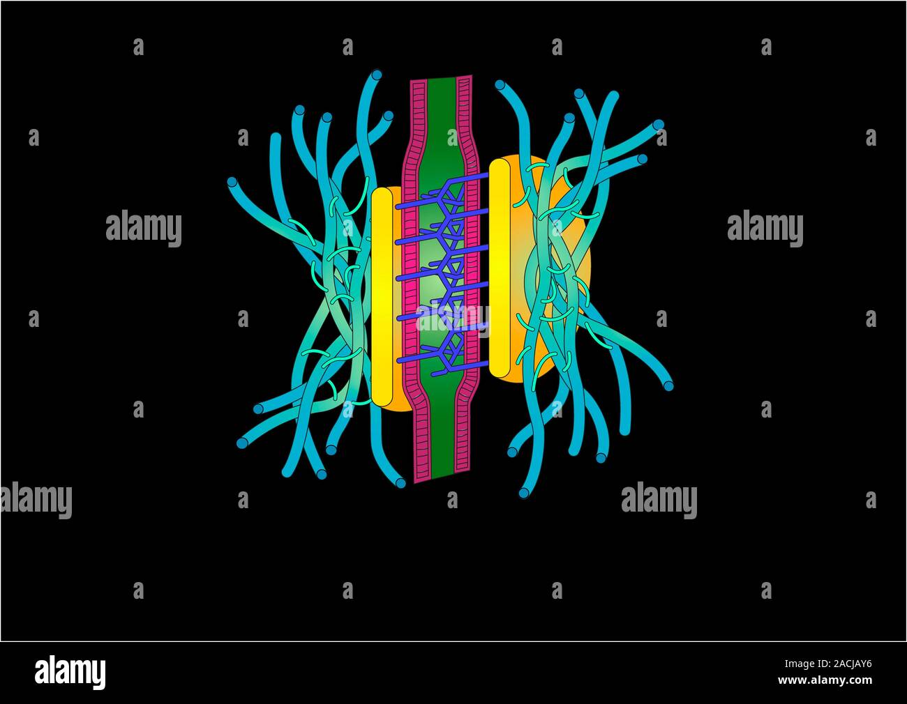 Desmosome cell junction. Computer artwork showing the structure of an ...