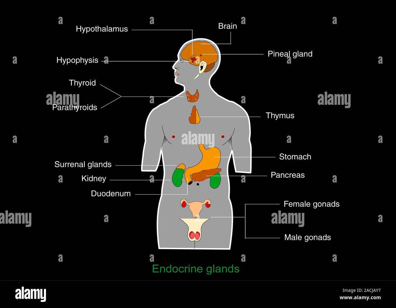 Endocrine system. Computer artwork showing the locations of hormone ...