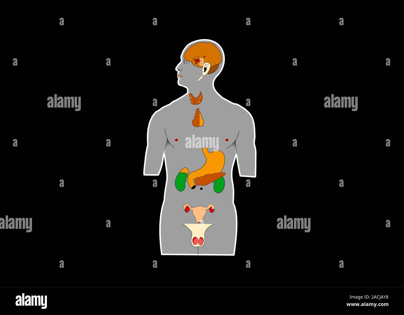 Endocrine system. Computer artwork showing the locations of hormone ...