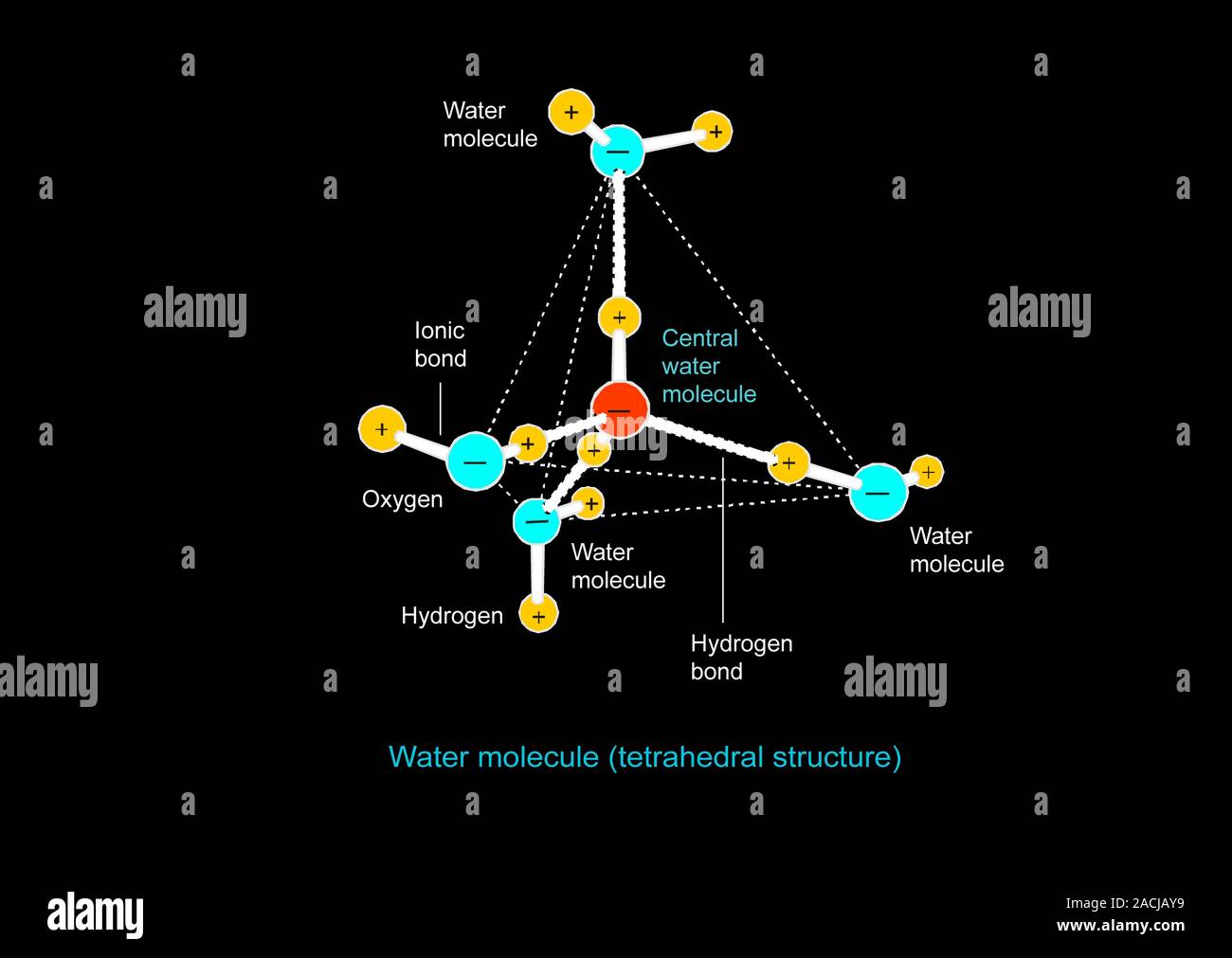 Water molecule. Computer artwork showing the tetrahedral structure of a ...