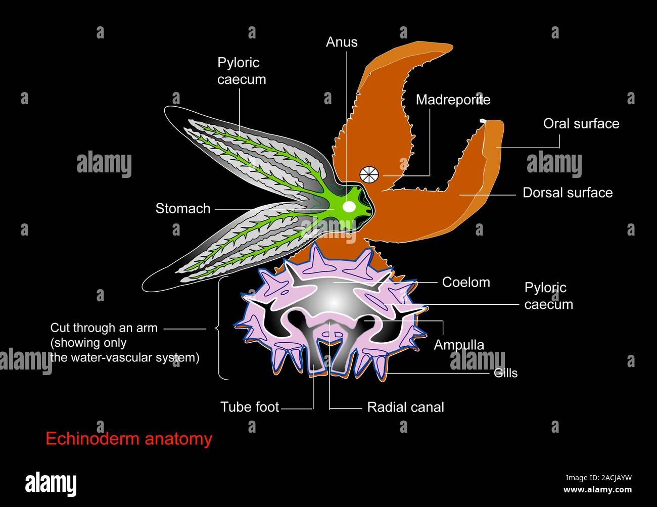 Echinoderm anatomy. Computer artwork showing the body structure and ...