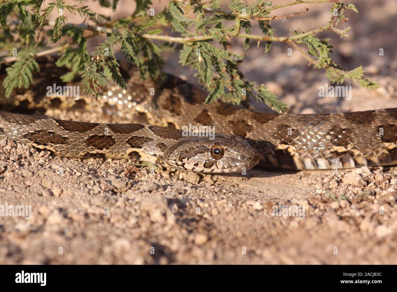 Coin-marked Snake (Hemorrhois nummifer syn Coluber nummifer) AKA Asian ...
