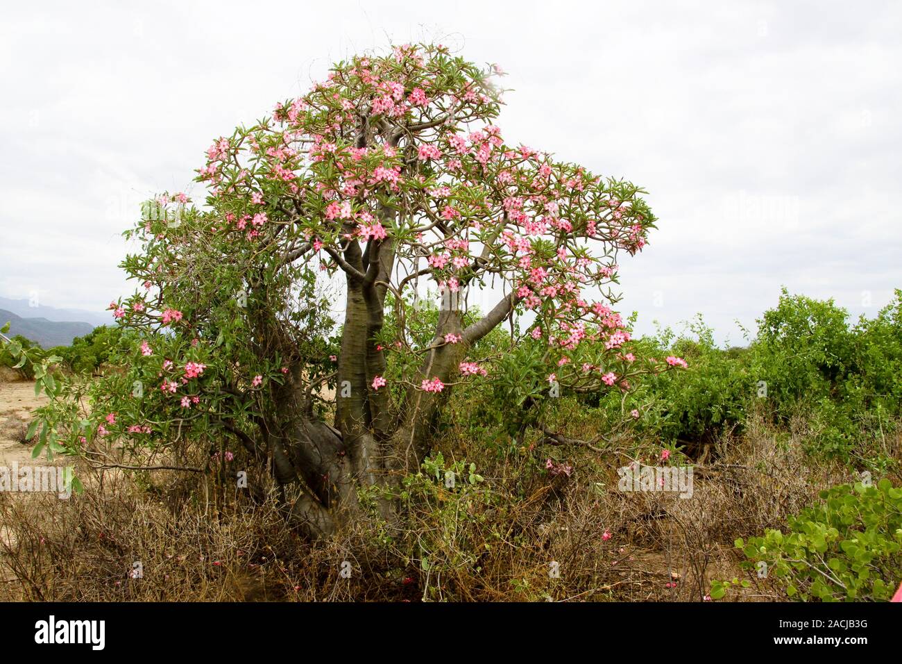 Flowering Desert Rose (Adenium obesum), Africa, Ethiopia, Omo River ...
