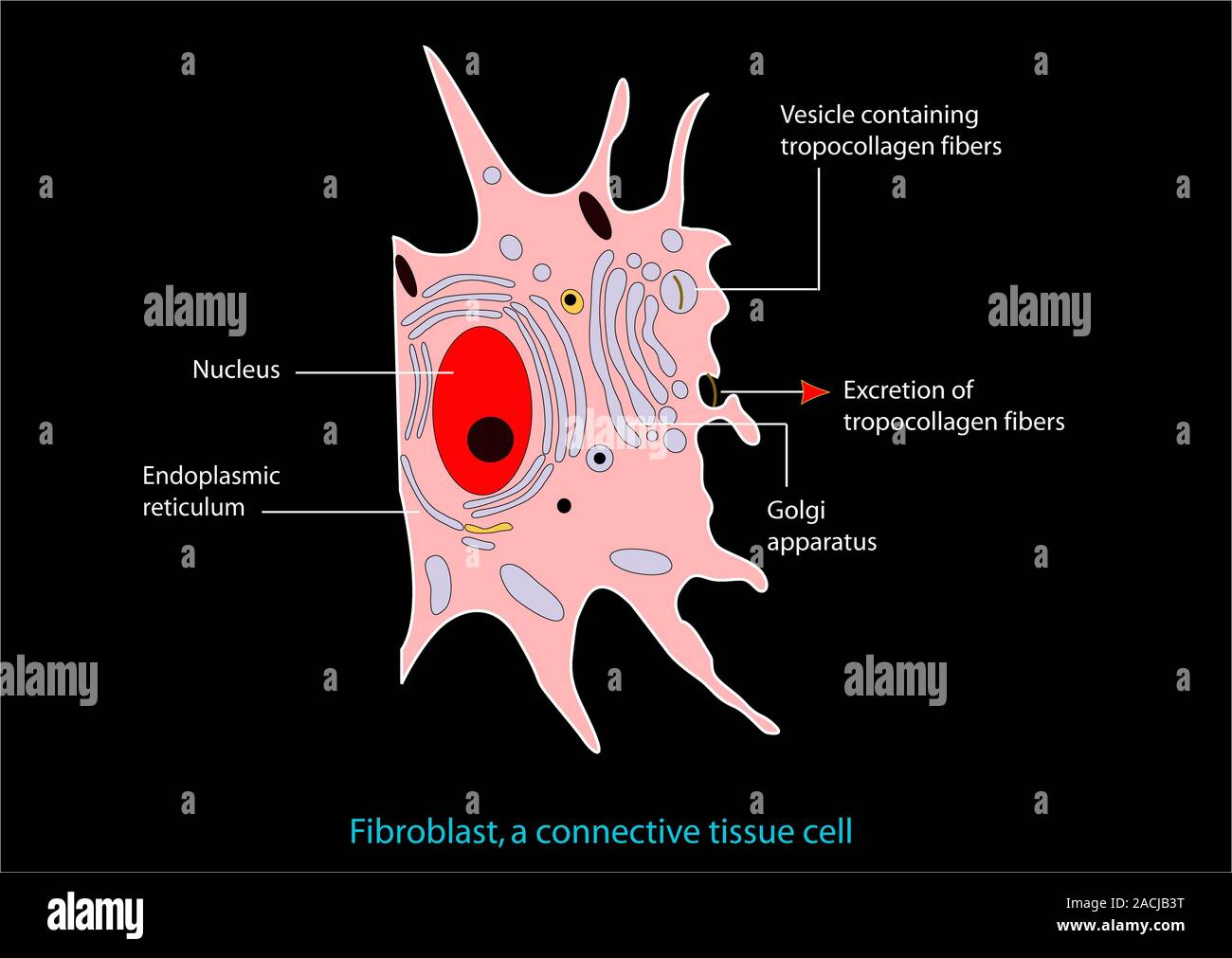 Fibroblast cell. Computer artwork of a fibroblast excreting collagen ...