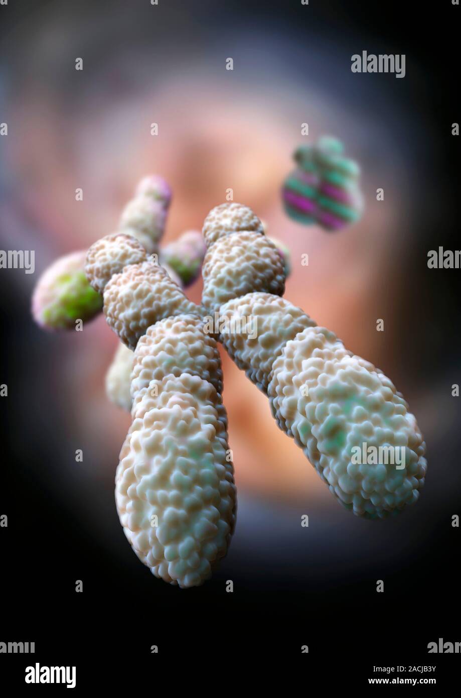 Chromosome. Computer artwork of a condensed chromosome. Chromosomes ...