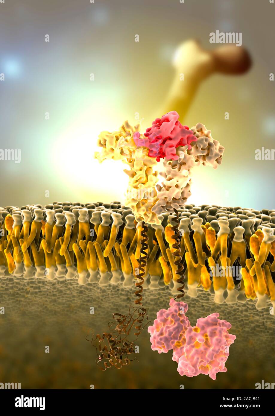 Growth hormone receptor. Molecular model of a growth hormone receptor ...