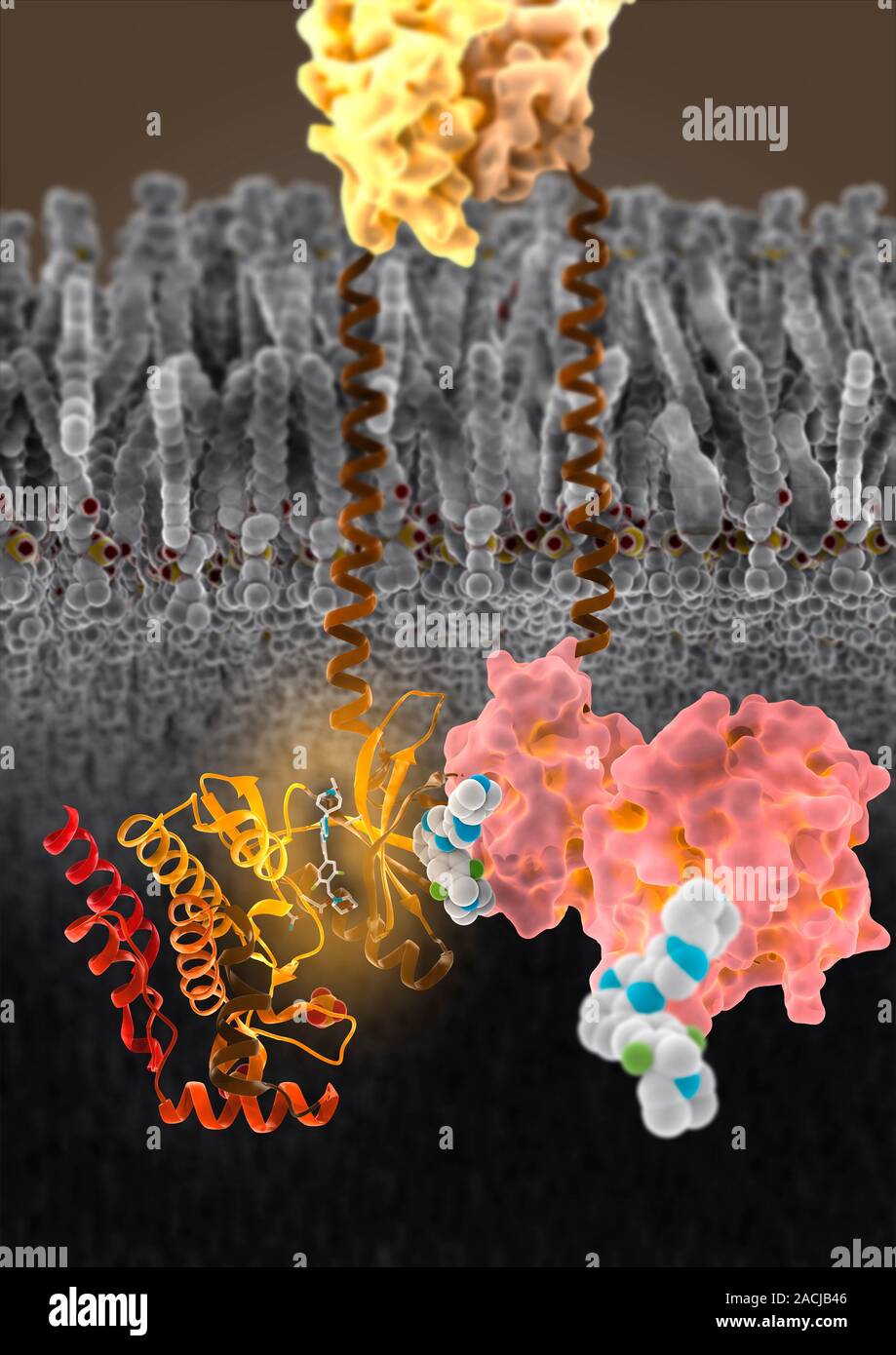 Growth hormone receptor. Molecular model of a growth hormone receptor ...