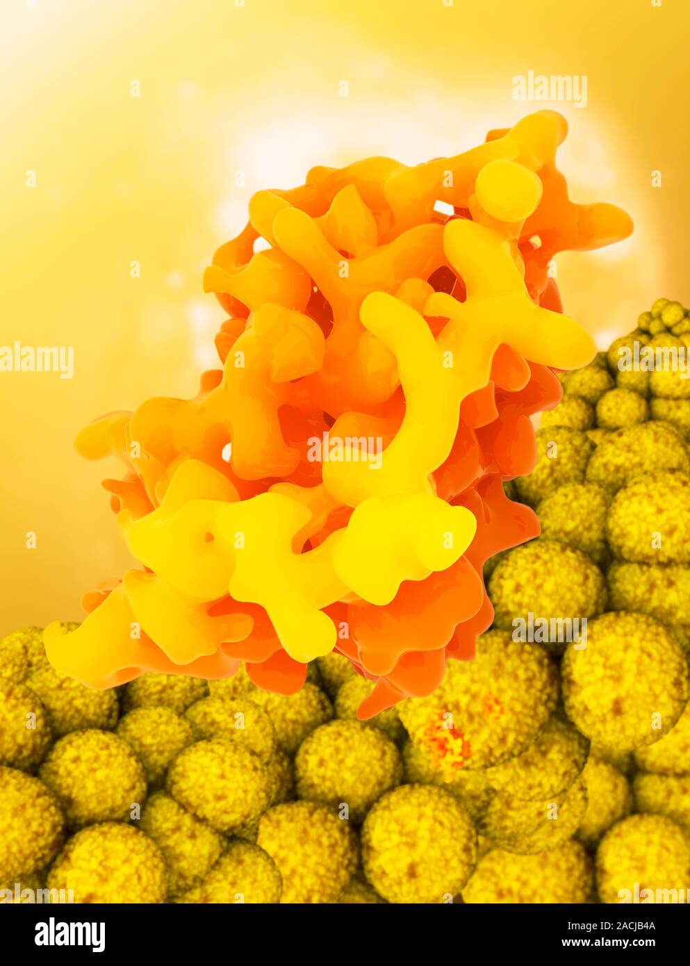 Leptin Molecular Model Of The Hormone Leptin And Adipose Fat Cells