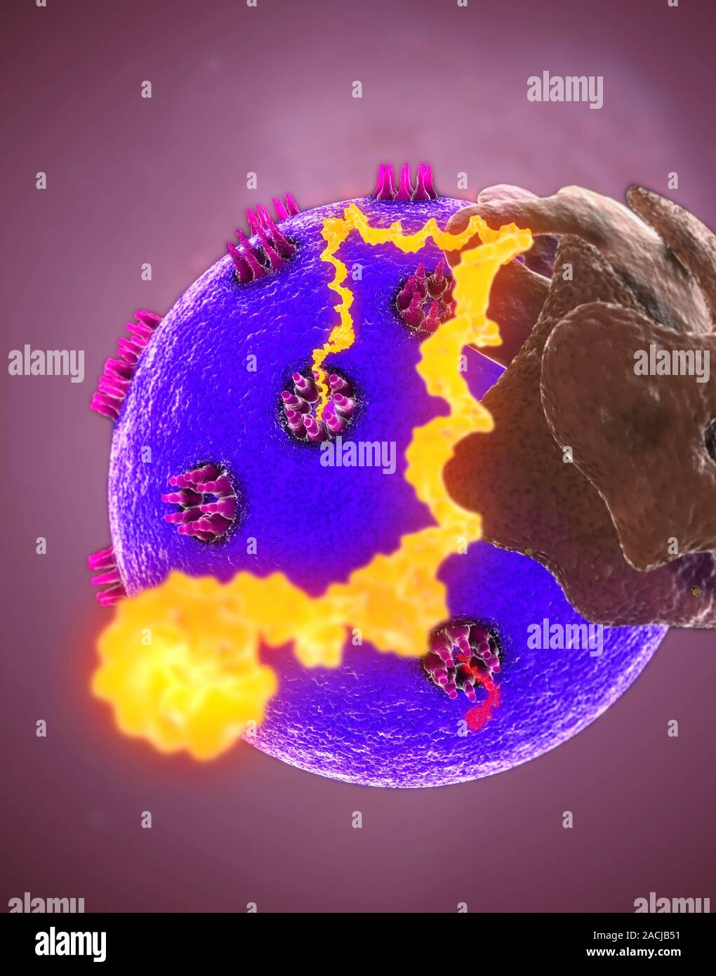 mRNA leaving the nucleus, artwork. mRNA (messenger ribonucleic acid ...