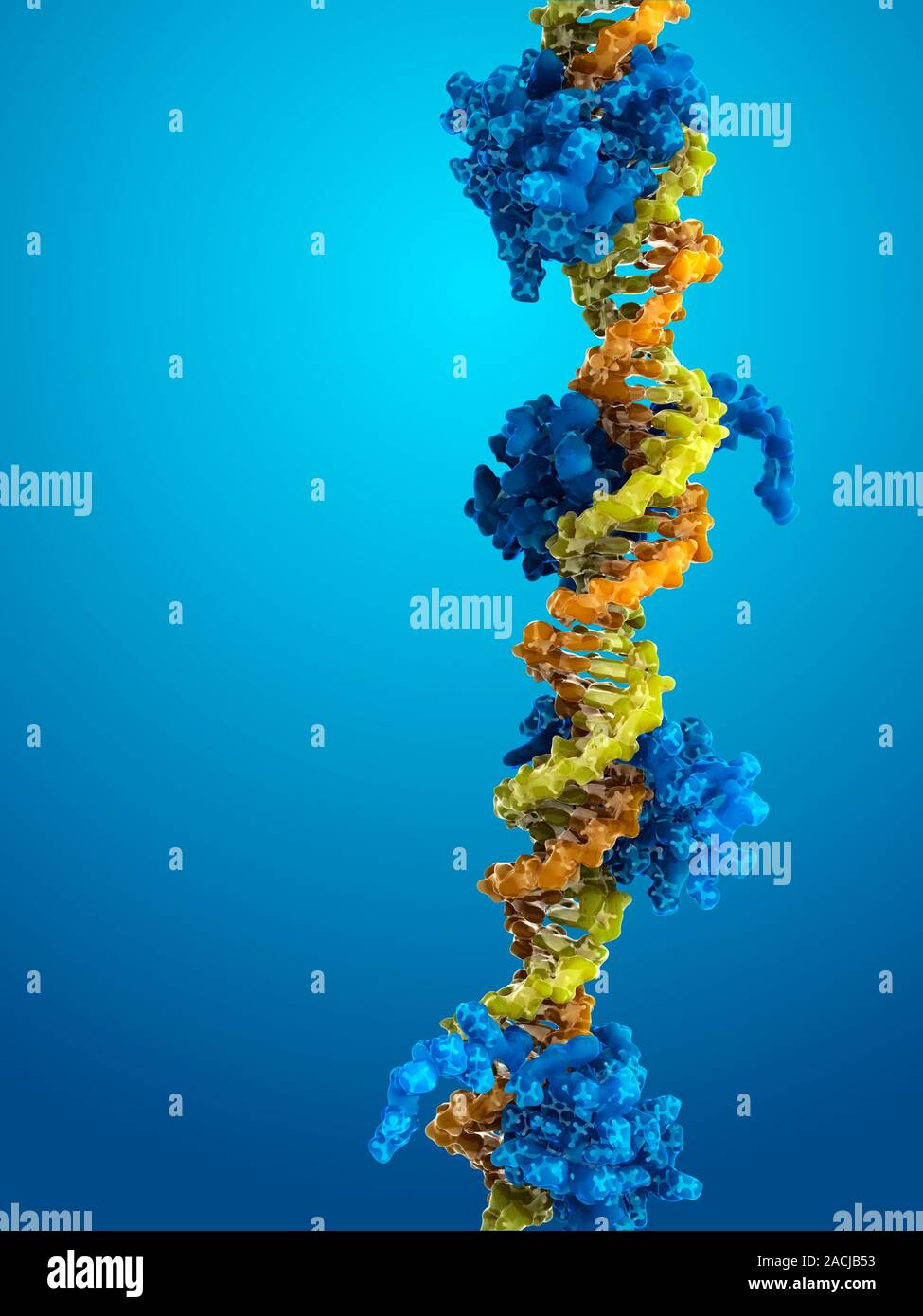 Telomere binding proteins. Molecular model of four TRF2 molecules (blue ...