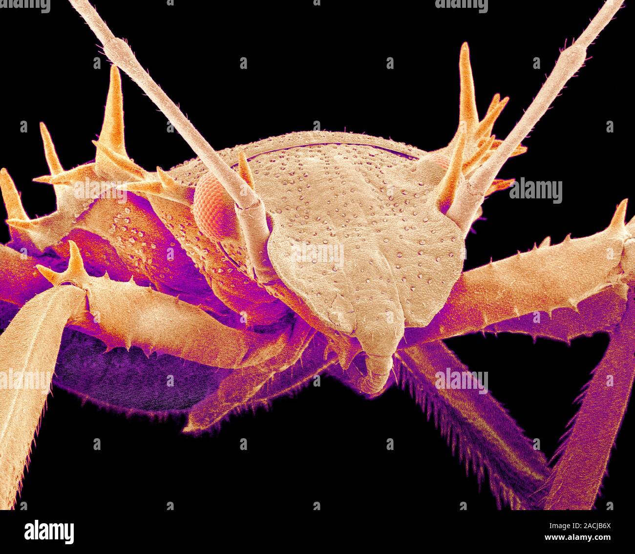 Spiny bug. Coloured scanning electron micrograph (SEM) of a bug from ...