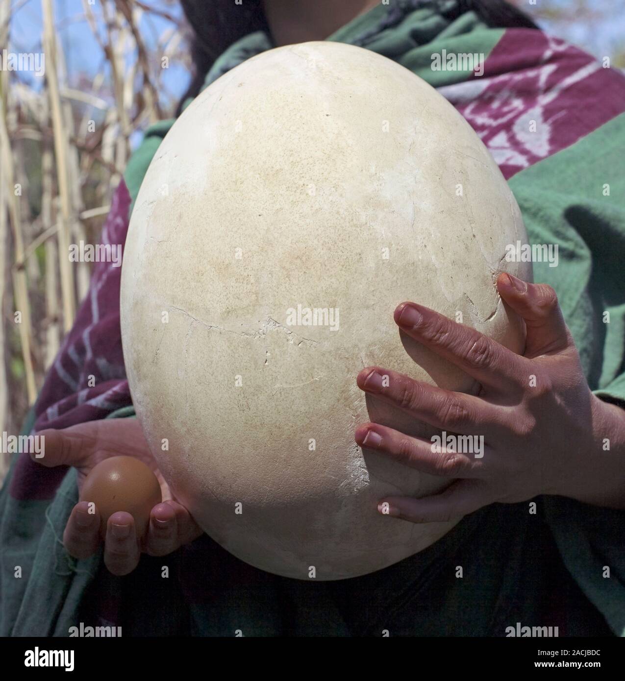 Elephant bird egg (Aepyornis maximus) with hen's egg for comparison ...