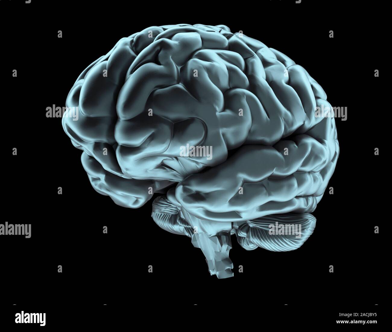 Artwork of a human brain showing the anatomy of the folded cerebrum ...