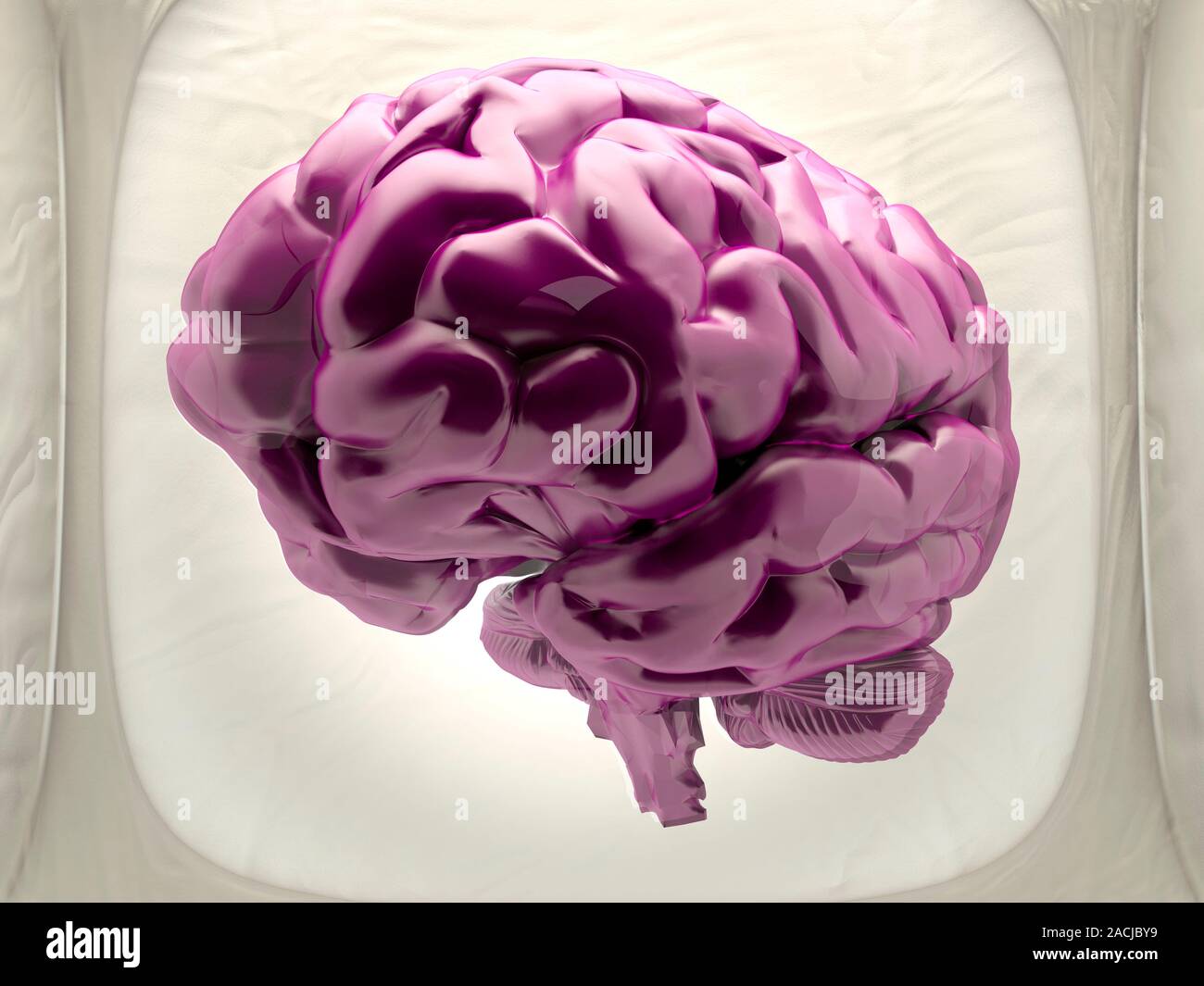 Artwork of a human brain showing the anatomy of the folded cerebrum ...