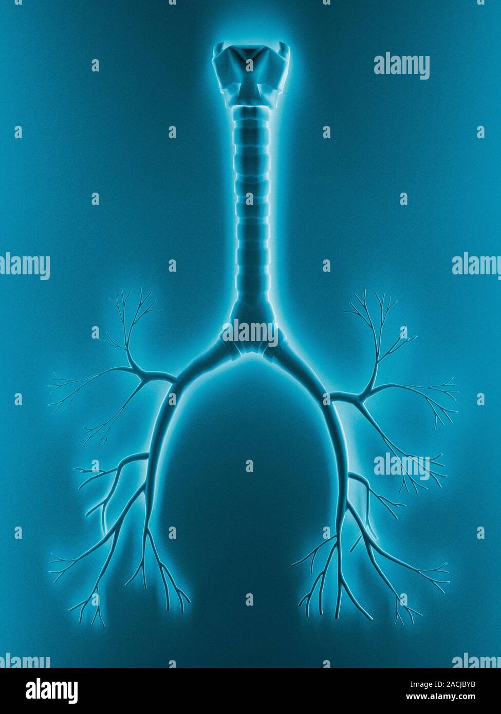 Artwork of the airways of the lungs showing the trachea (windpipe, at ...