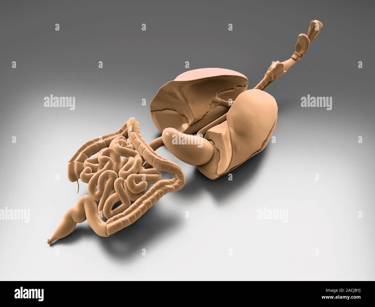 Artwork of the anatomy of the human digestive and respiratory tracts ...