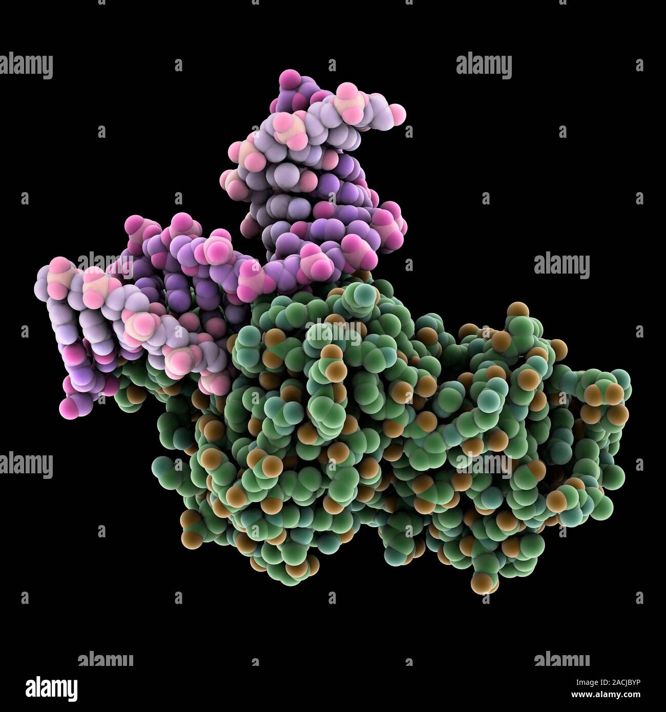 Artwork of part of a DNA (deoxyribonucleic acid, pink/purple) molecule ...