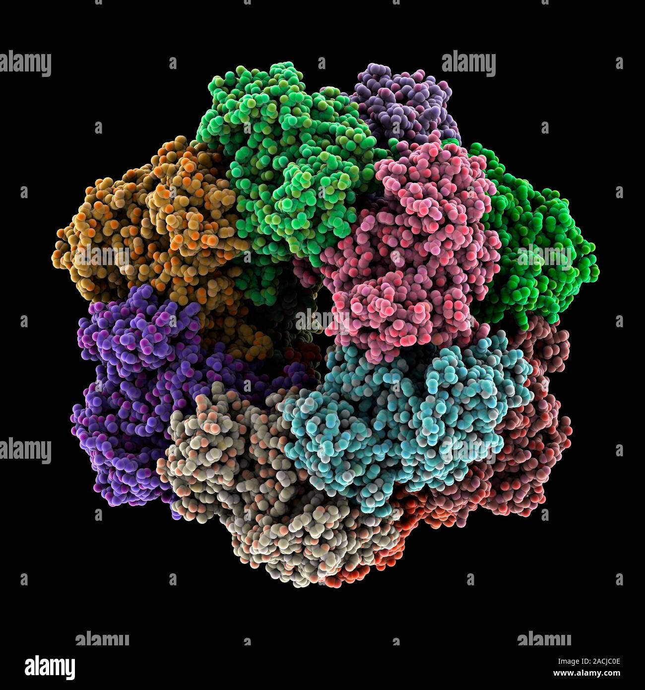 Artwork of a molecule of glutamine synthetase enzyme, called the ...