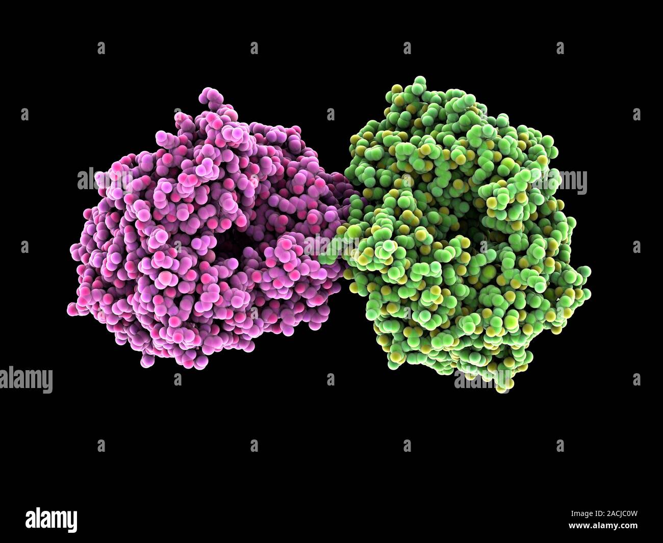 Artwork of a molecular model of the Hepatitis C virus (HCV) polymerase ...