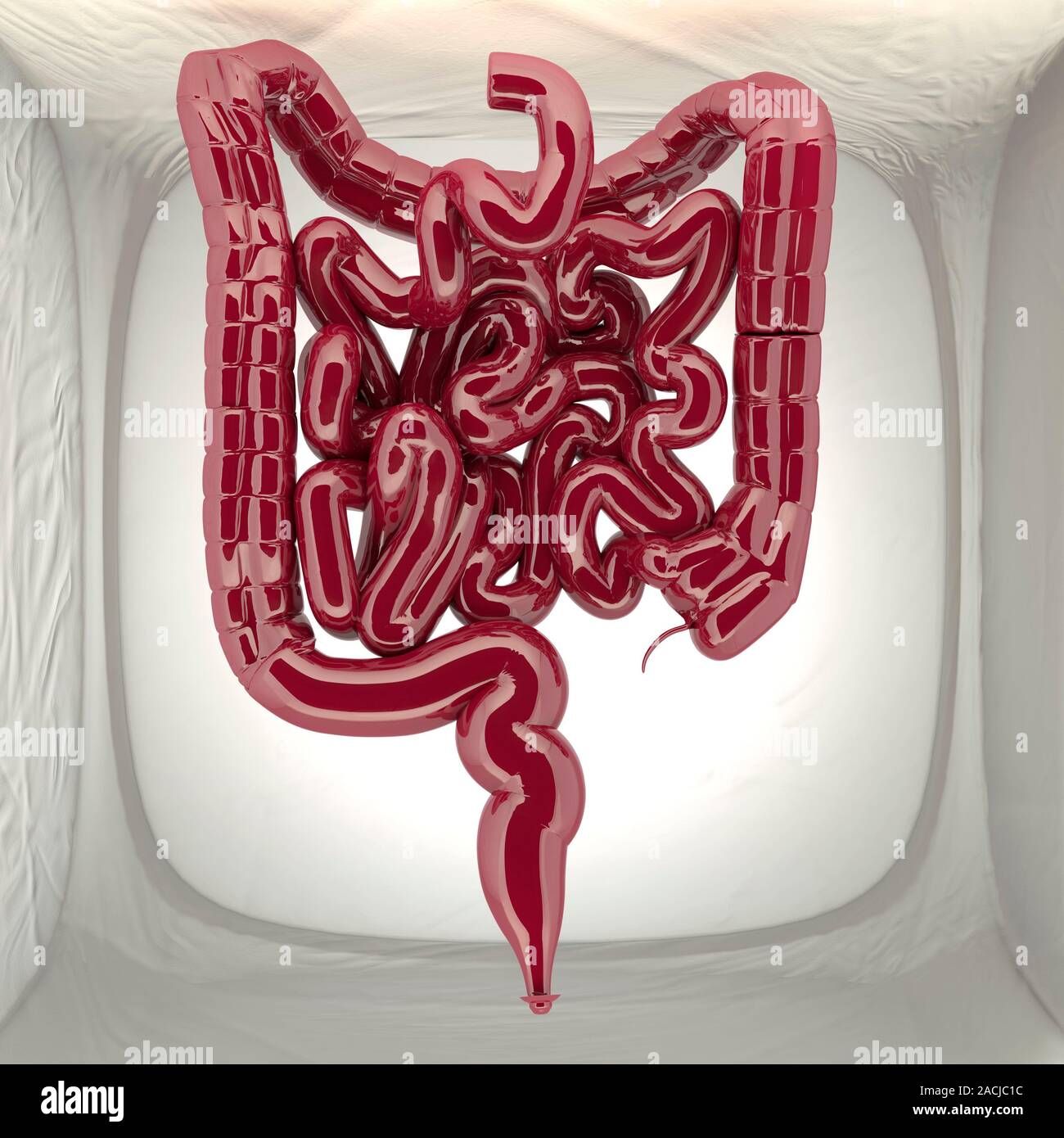 Artwork of the small intestine (at centre) and large intestine (colon ...